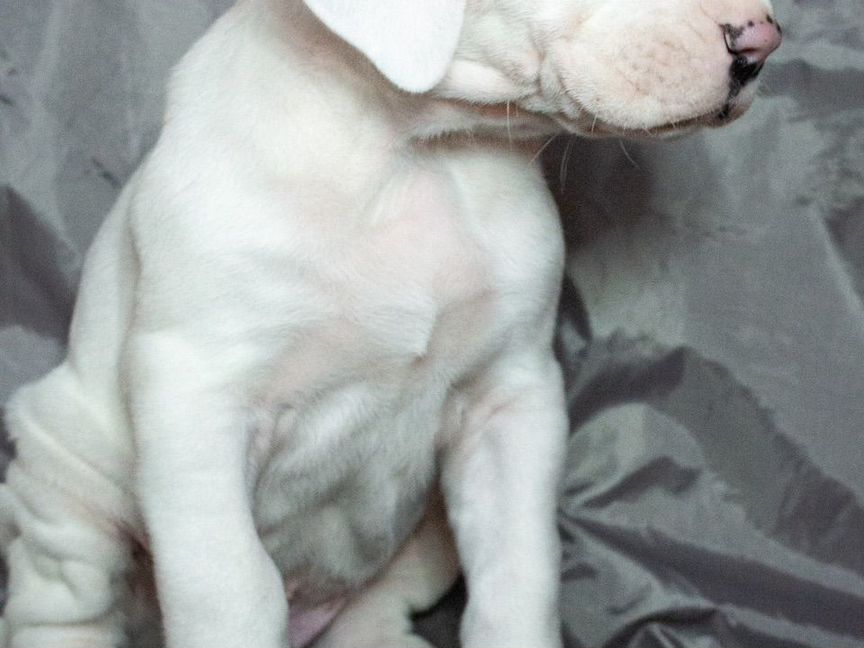 Аргентинский дог щенок