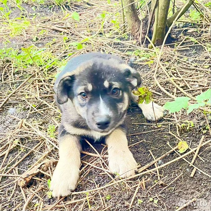 Малышкам очень очень нужны родители