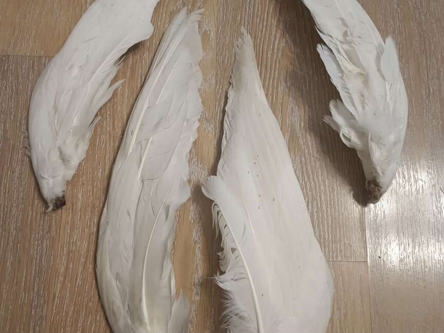 Крыло гусиное высушенное