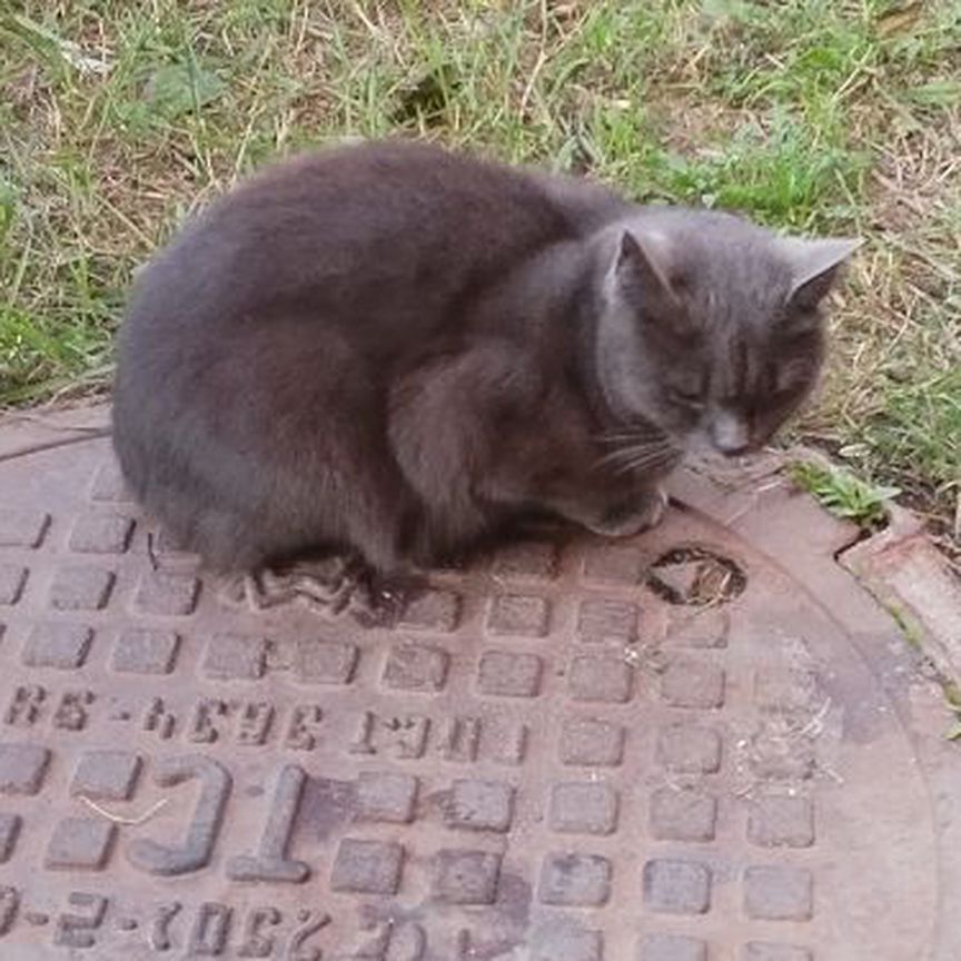 Котики сестра и брат ждут спасения