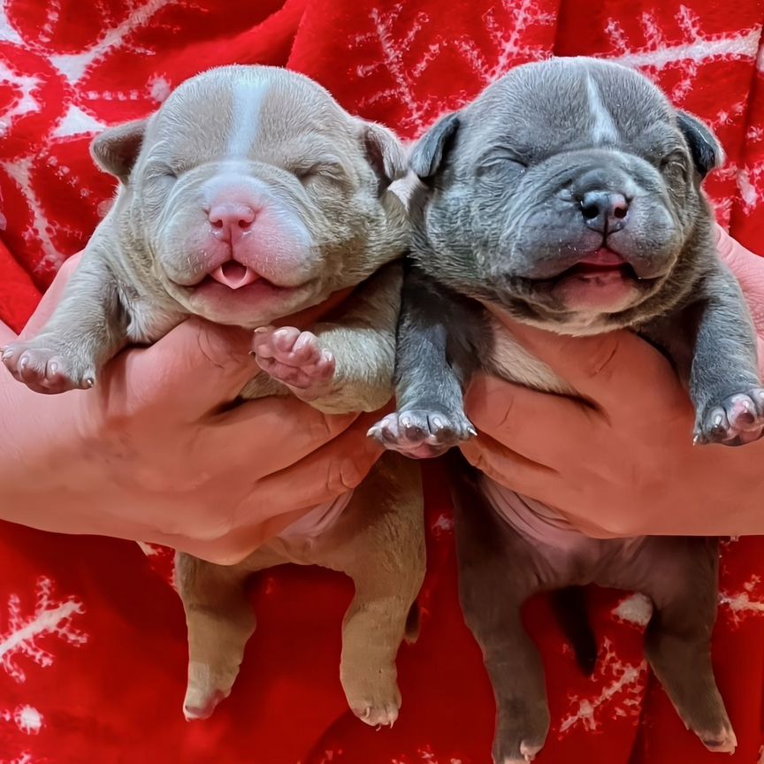 Американский булли, щенок