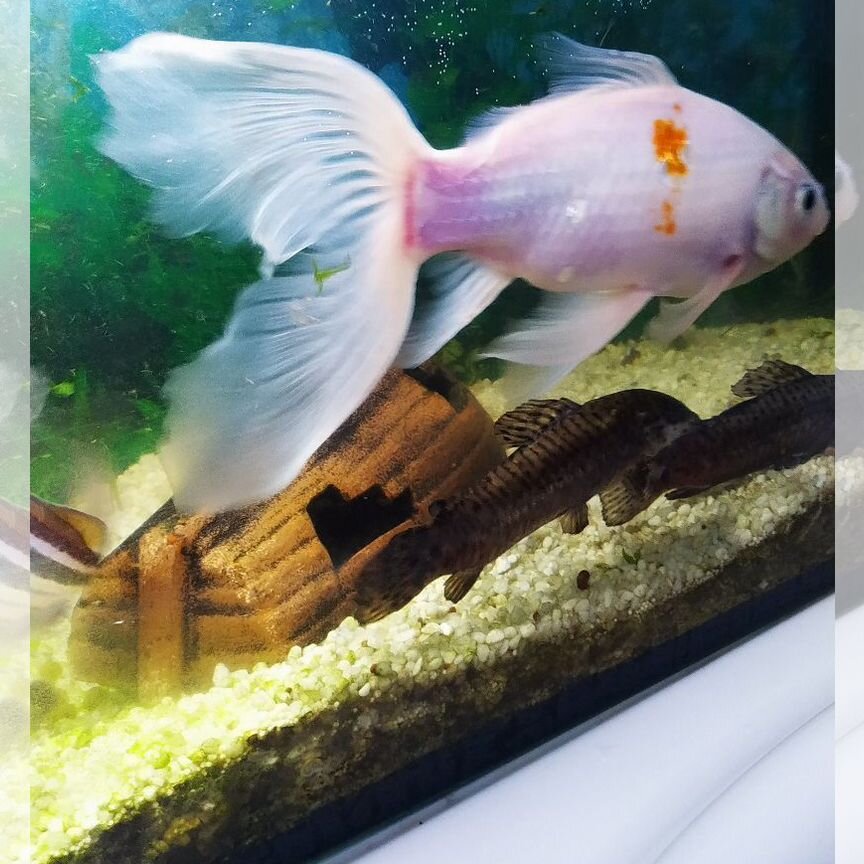 Золотая рыбка