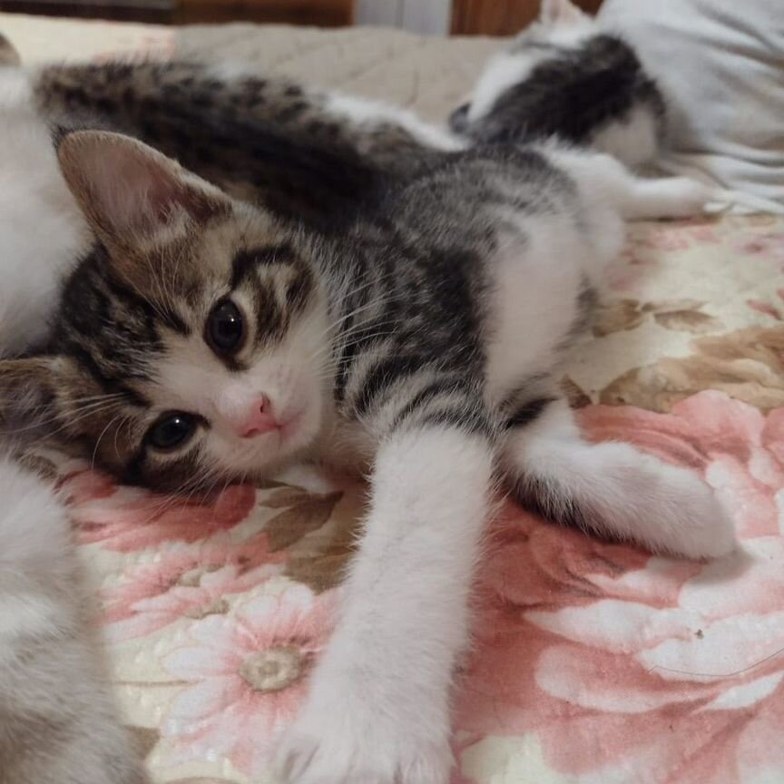 Котенок месяц мальчик