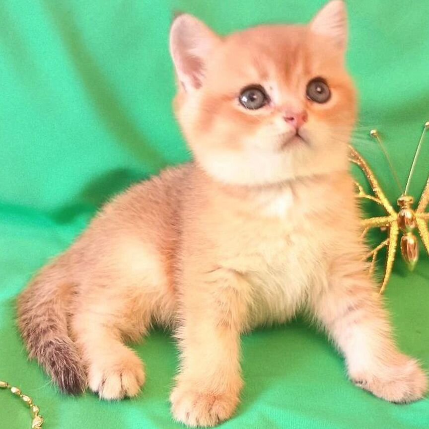Шотландский прямоухий короткошёрстный котёнок