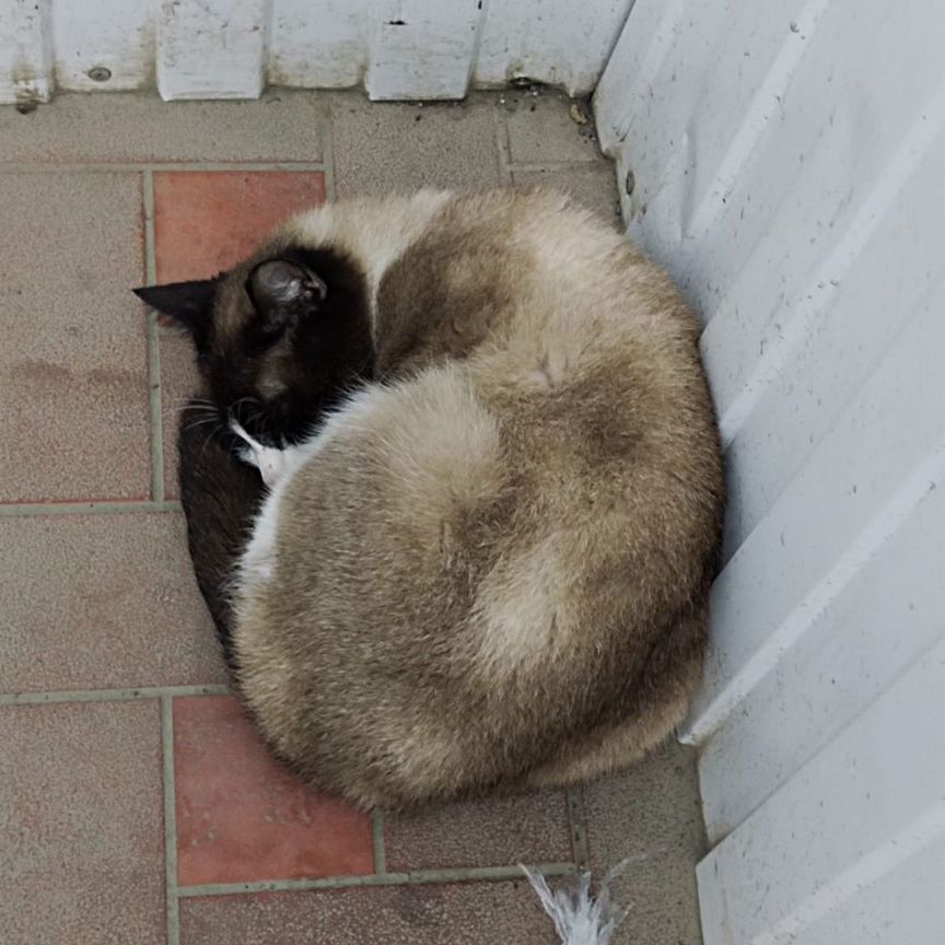 Добрейший котик Гамлет ищет любовь, заботу и ласку