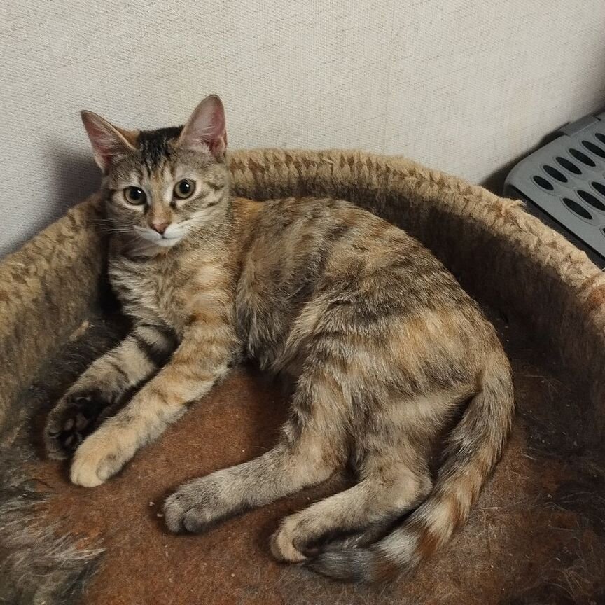 Котёнок в добрые руки