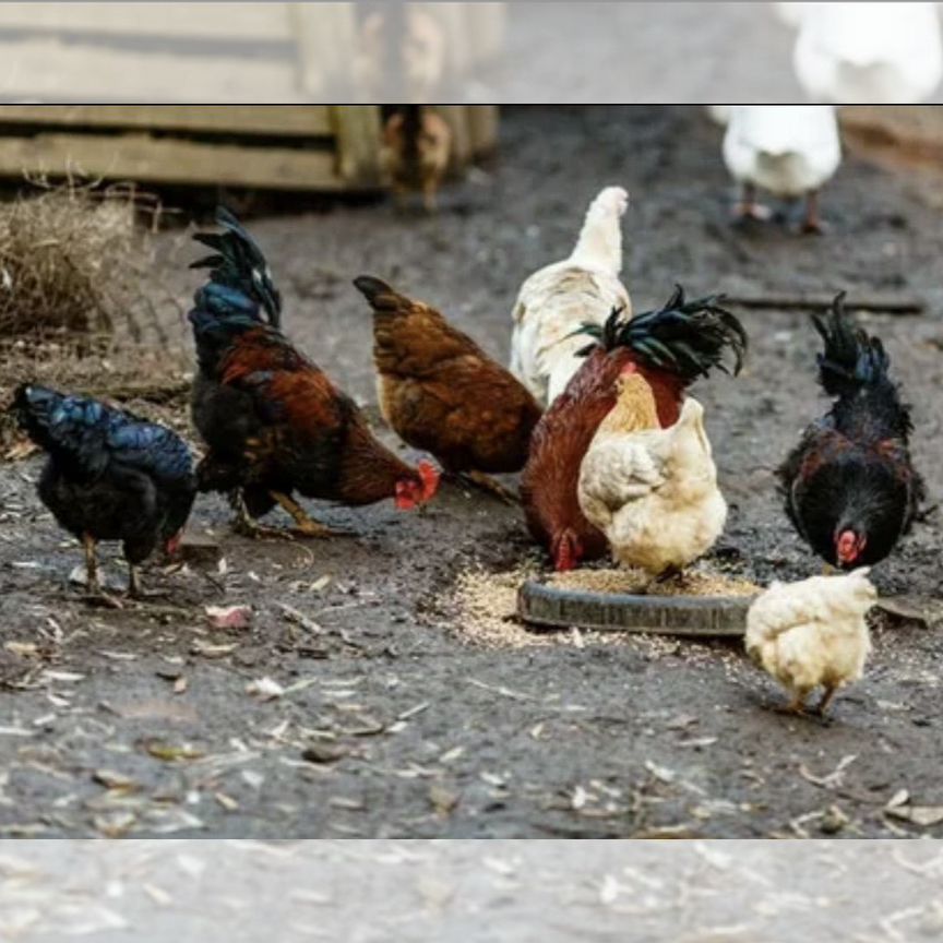 Куры несушки домашние молодые