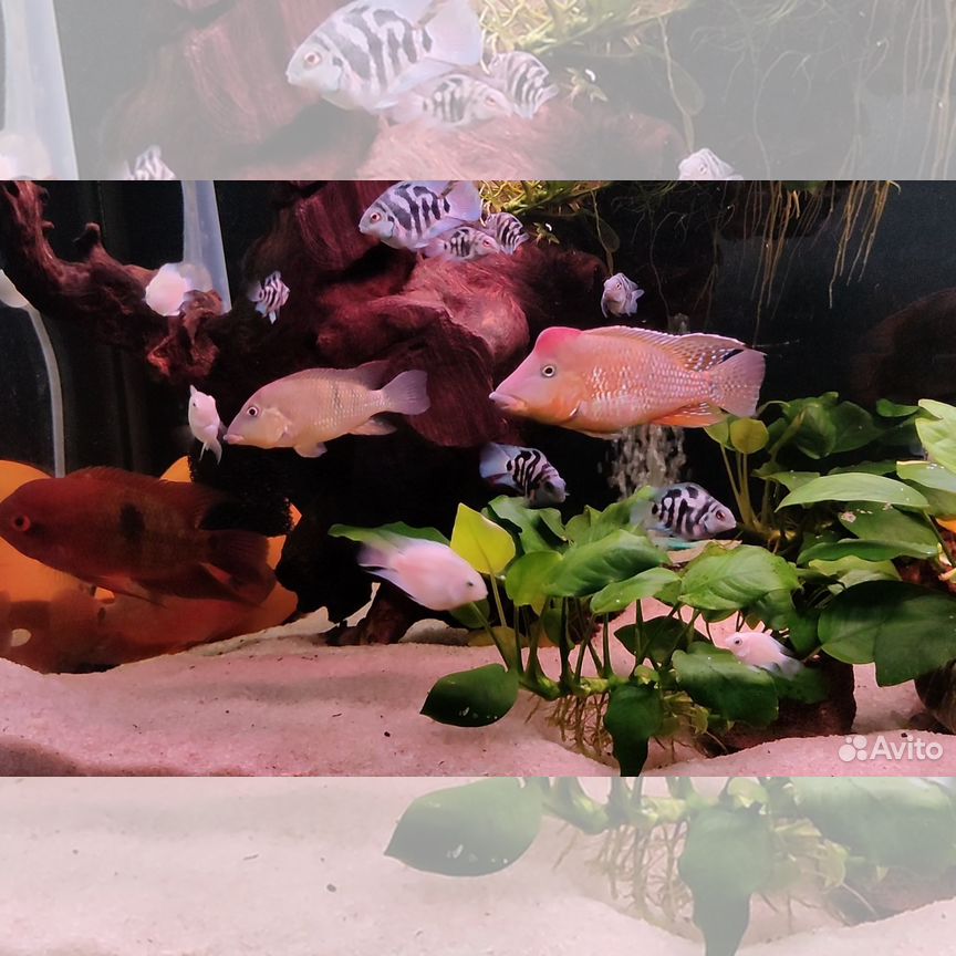 Геофагусы Штайндахнера