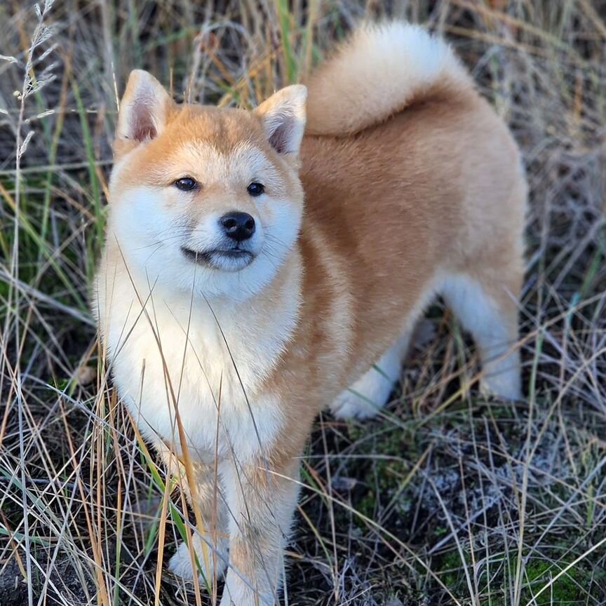 Сиба-ину, щенок