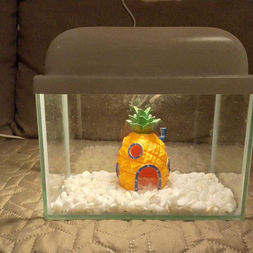 Аквариум с содержимым