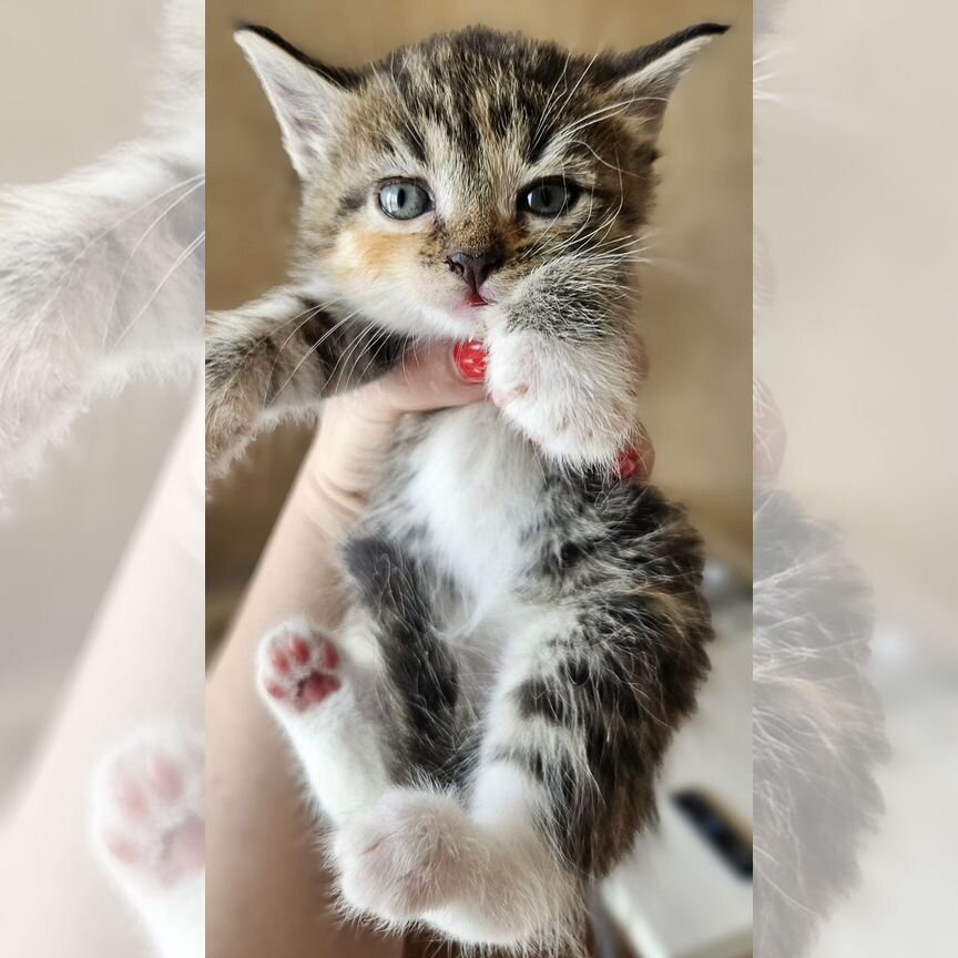 Котёнок в добрые руки