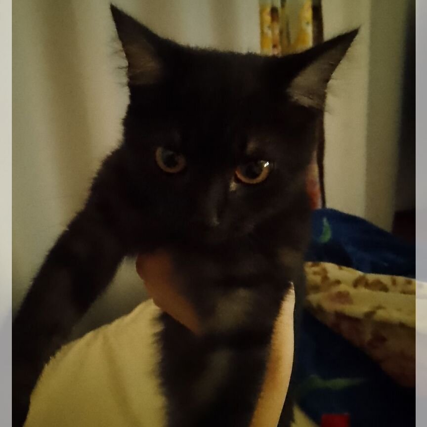Котенок в добрые руки