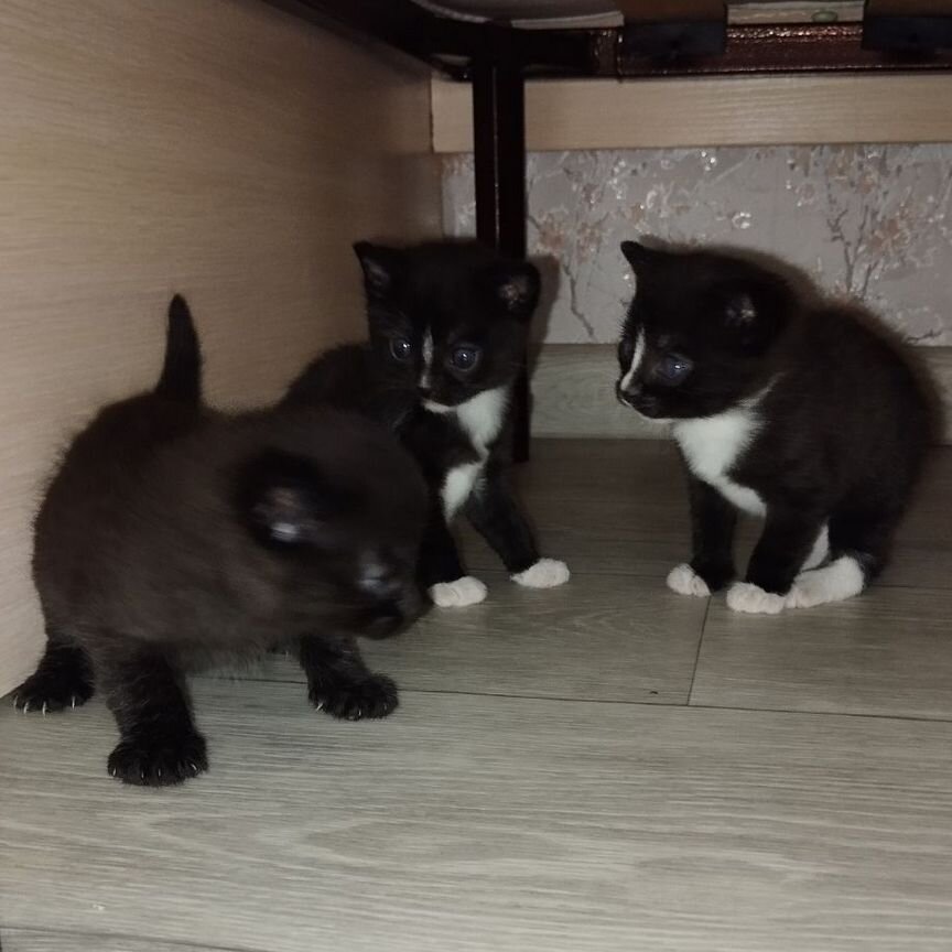 Котята отдам бесплатно. Очень хорошие котята