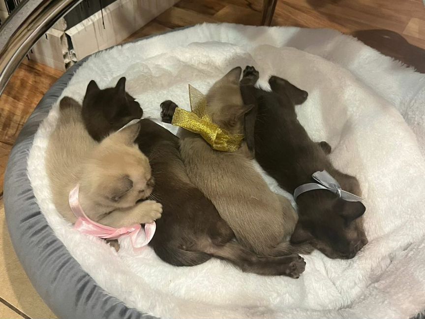 Бурманские котята