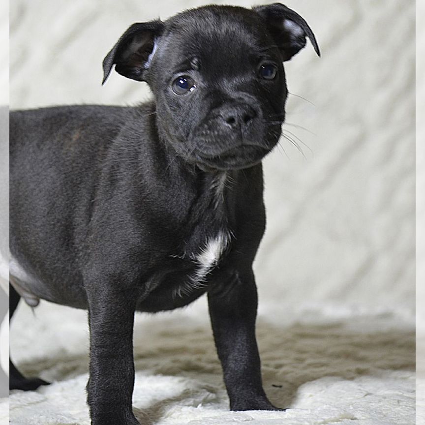 Мальчик стаффордширского бультерьера