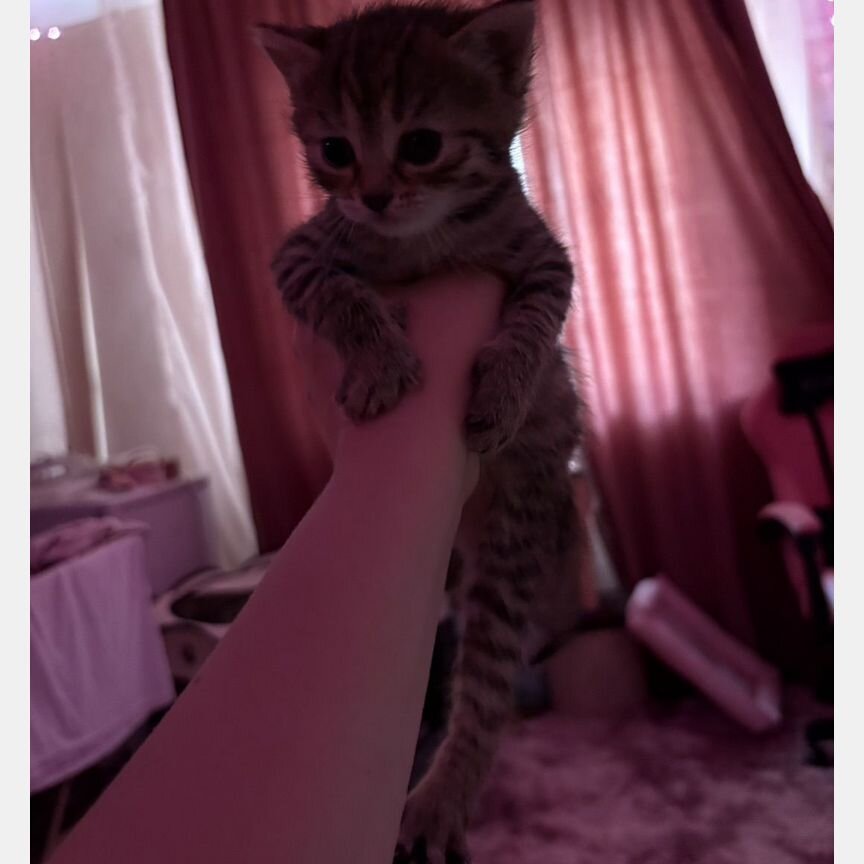Шотландская