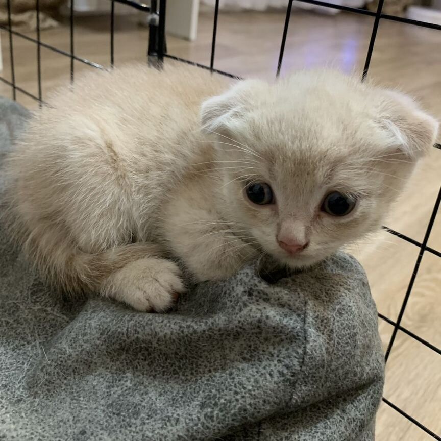 Шотландский вислоухий длинношёрстный котёнок