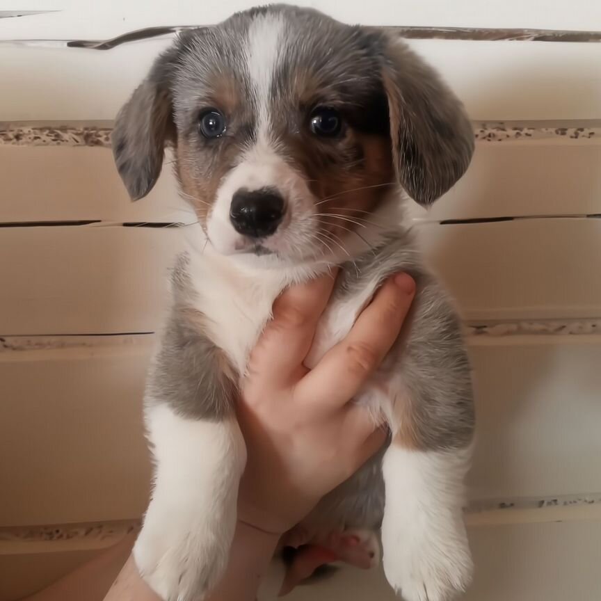 Вельш Корги Кардиган, щенок