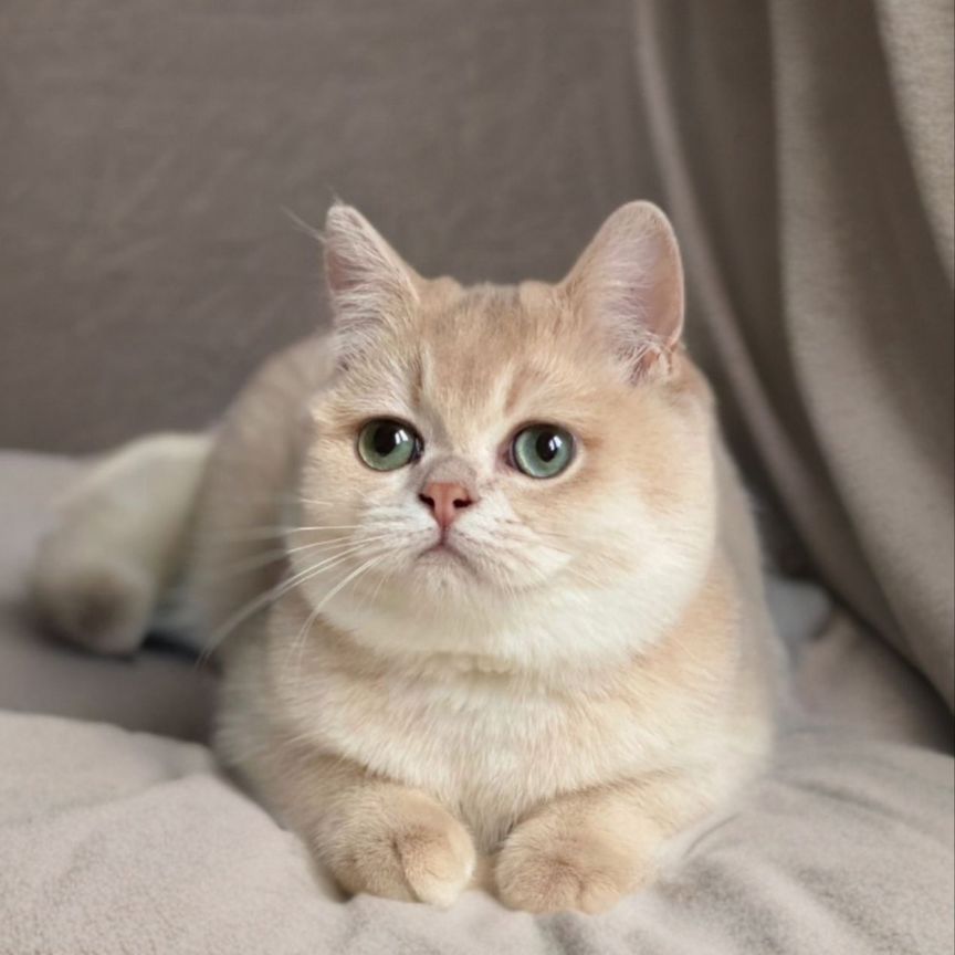 Британские котята