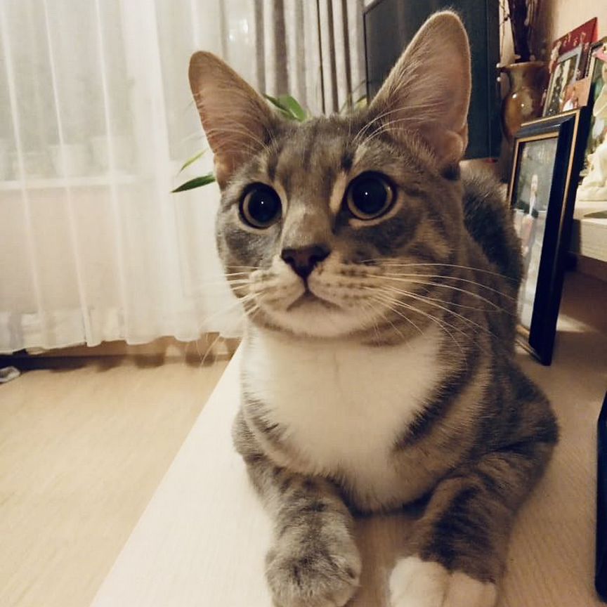 Котенок бесплатно в добрые руки