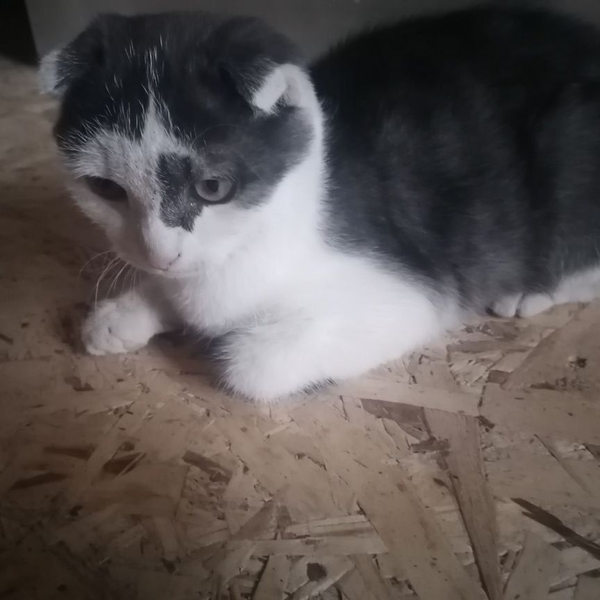 Отдам Вислоухий шатландец