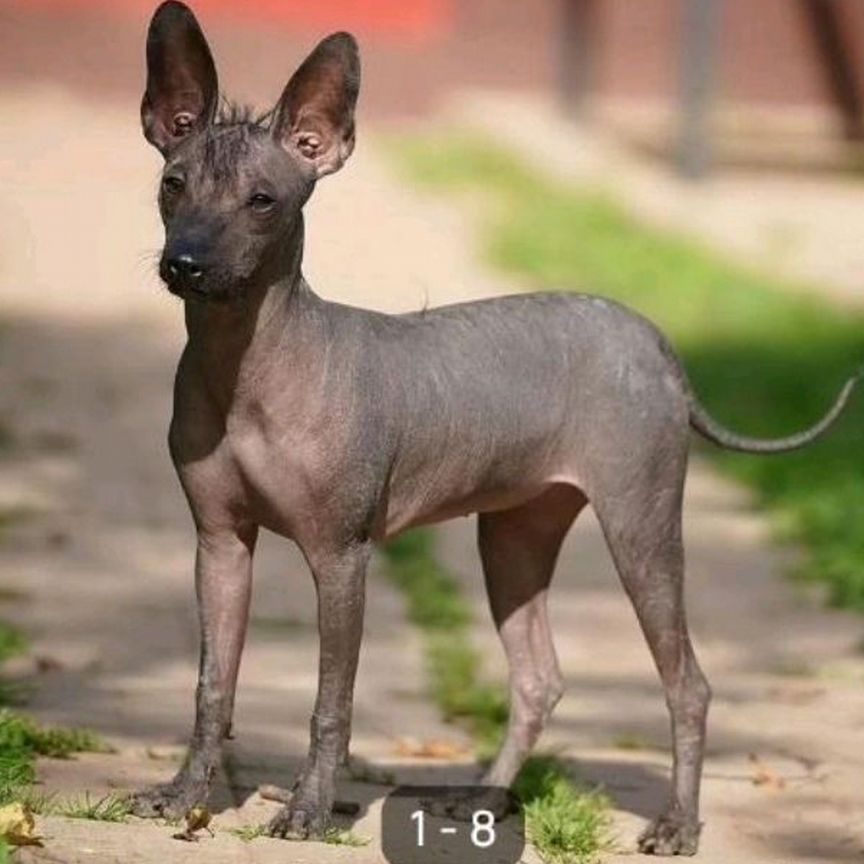 Мексиканская голая собака, взрослый