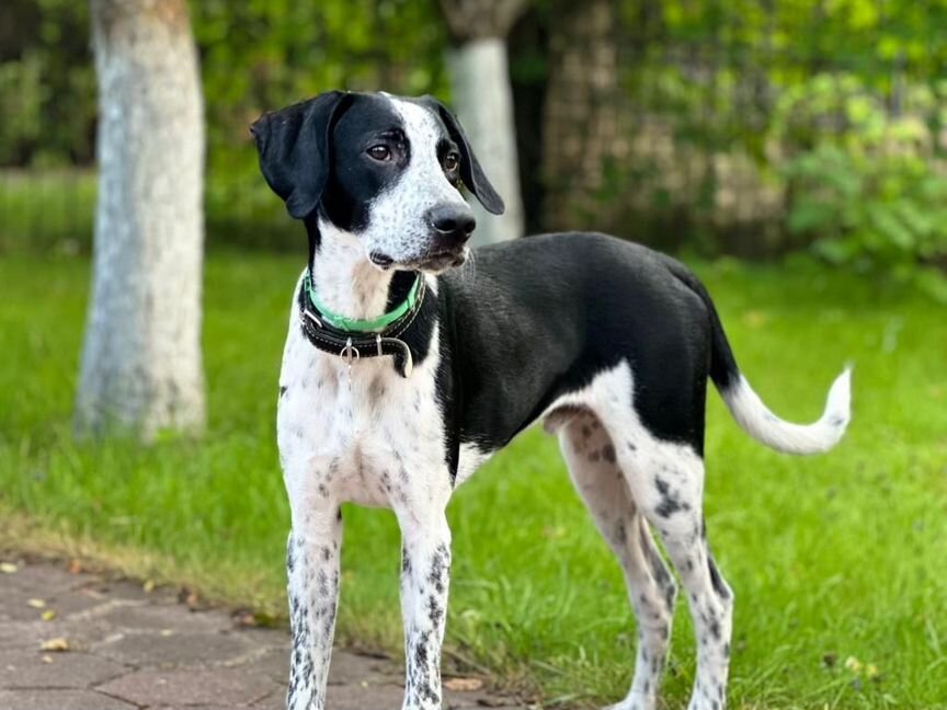 Курцхаар(ик) в добрые руки