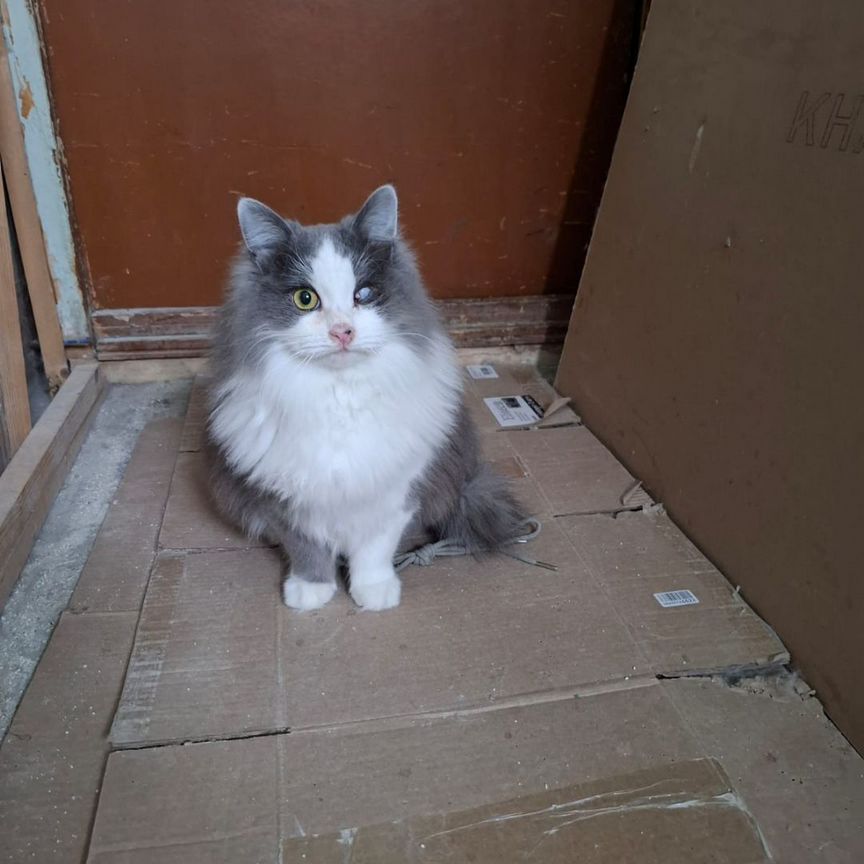 Кошечка-малышка, пока в подъезде