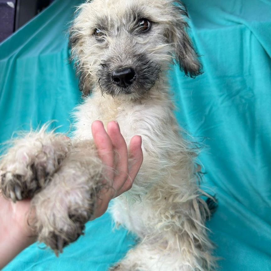 Щенок в добрые руки бесплатно