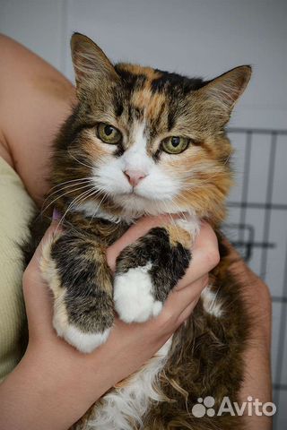 Сибирская кошка бесплатно