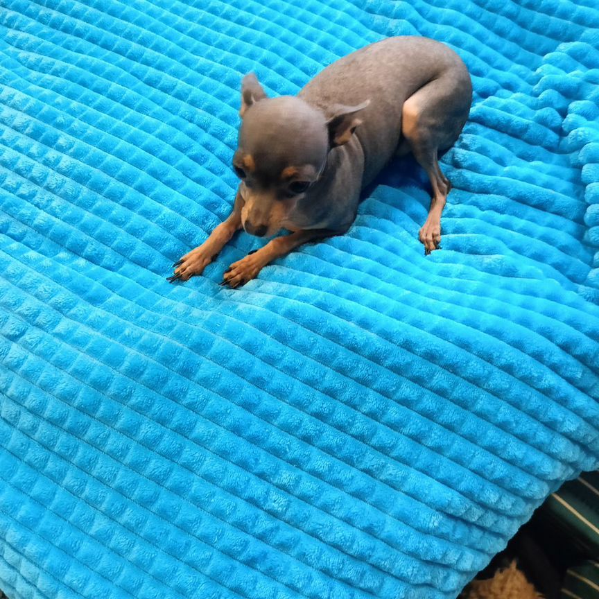 Мини той-терьер вязка челябинск