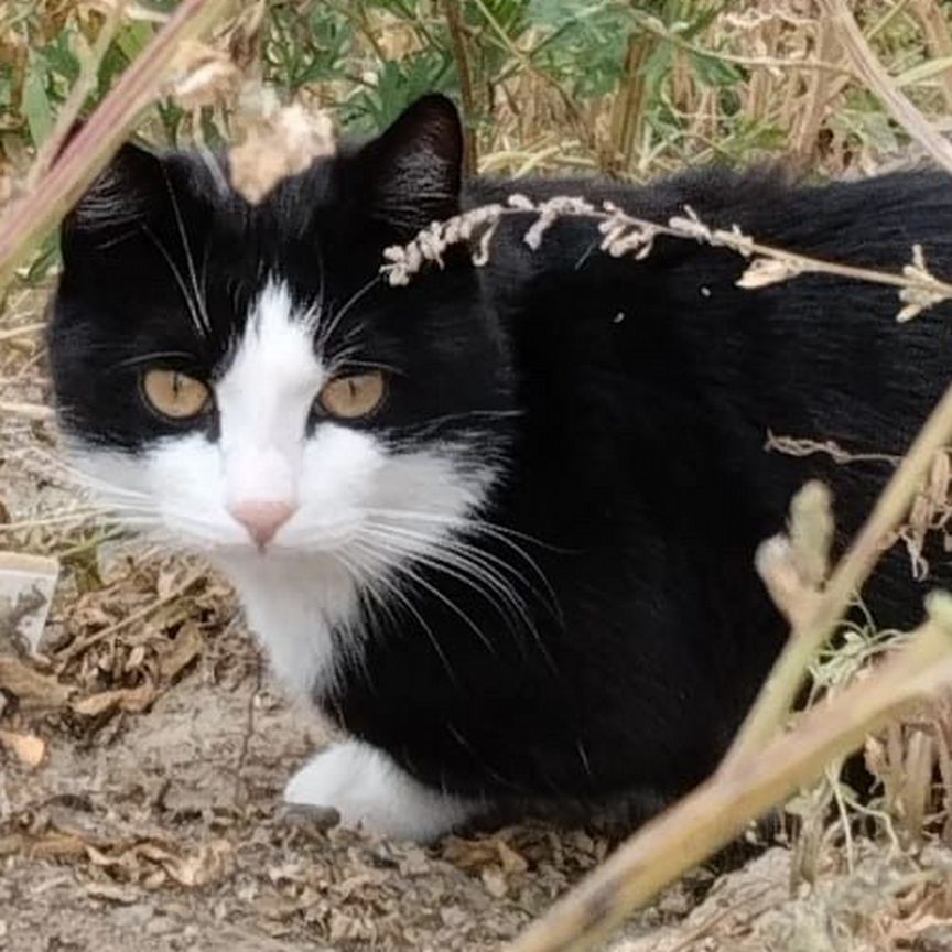 Котик 9 месяцев котенок