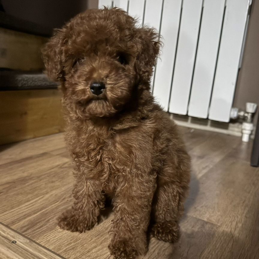 Той-пудель, щенок