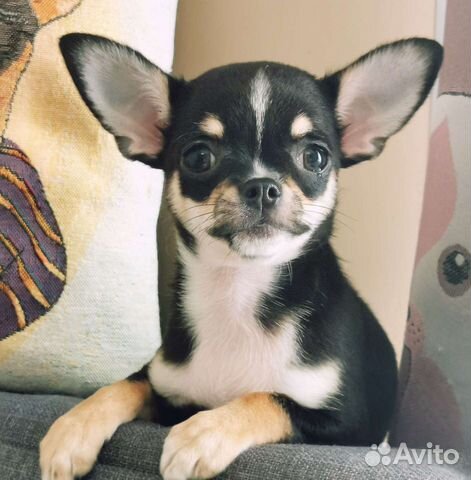 Щенки чихуахуа девочки