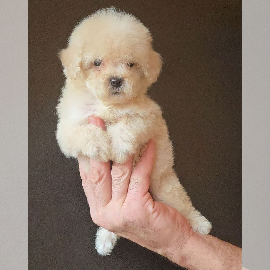 Мальтипу, щенок