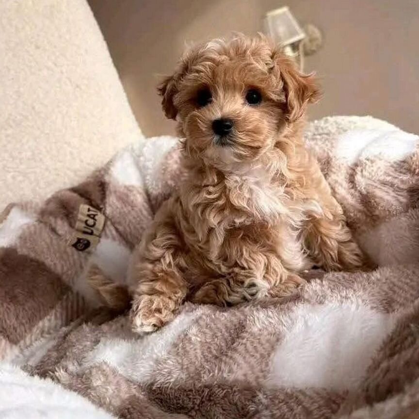 Мальтипу, щенок