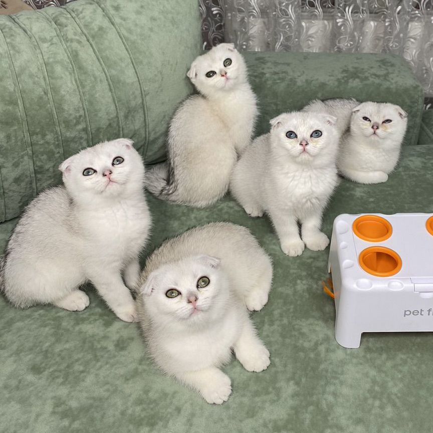 Шотландский вислоухий короткошёрстный котёнок