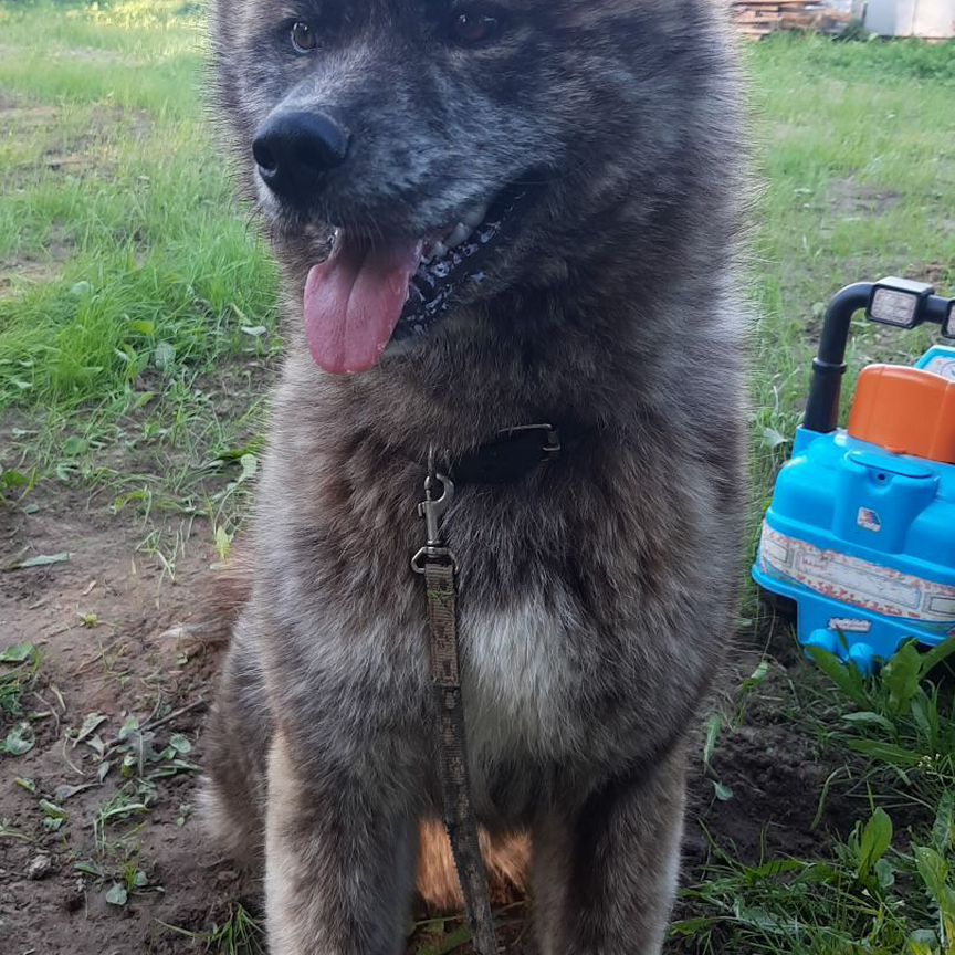 Отдам в добрые руки