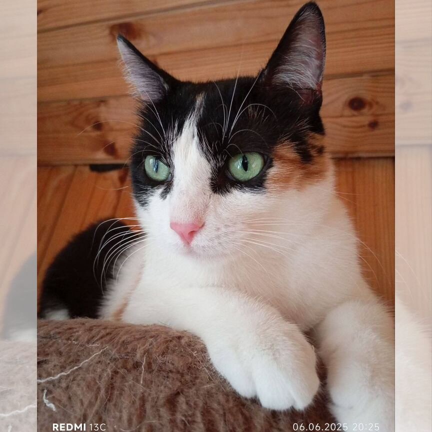 Взрослая кошка в добрые руки