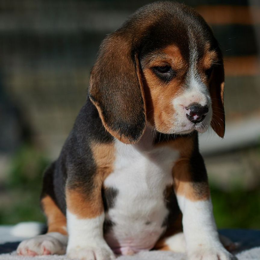 Бигль, щенок