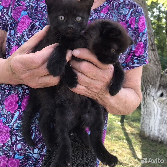 Черные идеально котята выкинули домашних