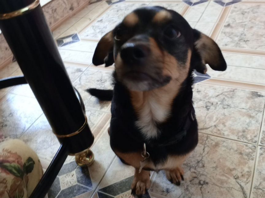 Такса и той-терьер