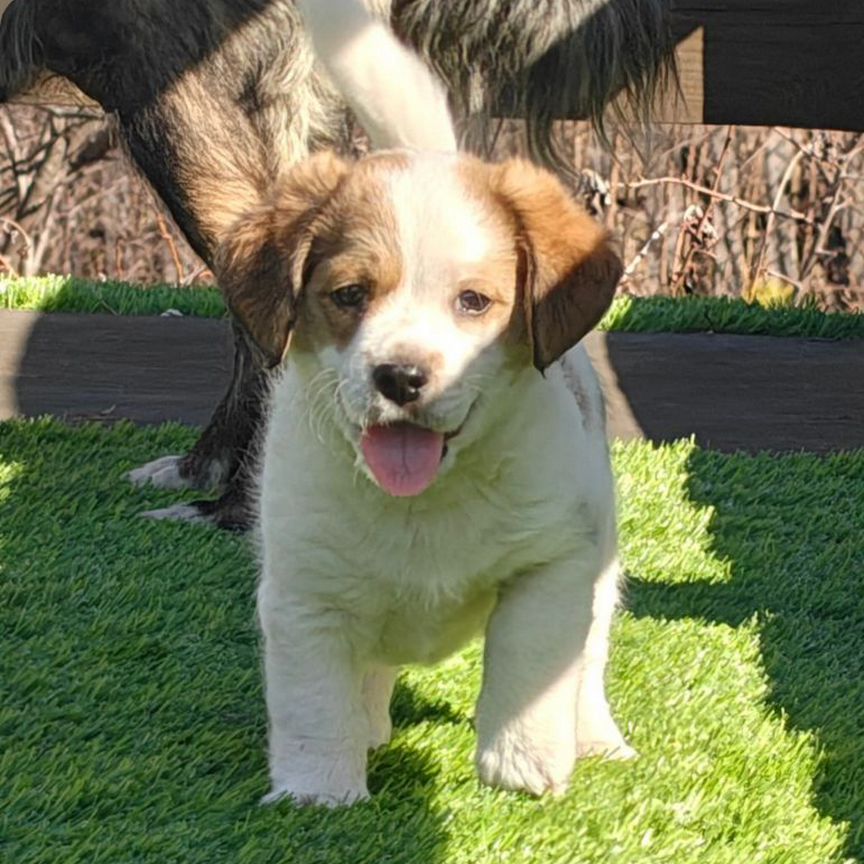 Лайка, щенок