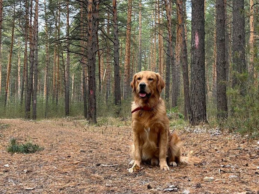 Золотистый ретривер вязка