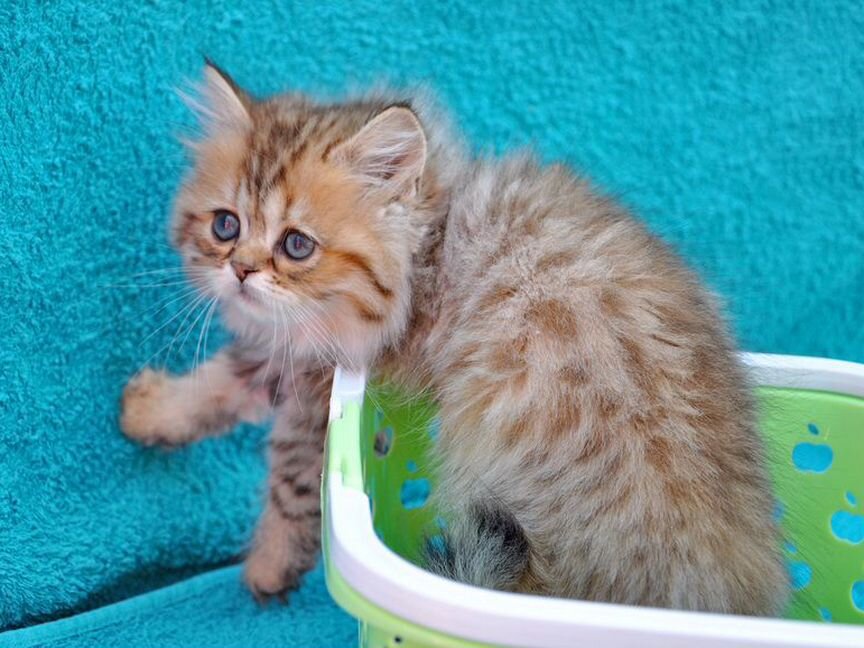 Хайленд страйт кошечка