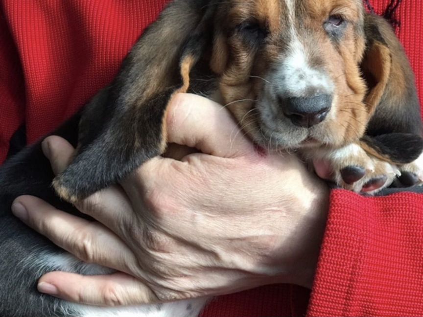 Бассет хаунд