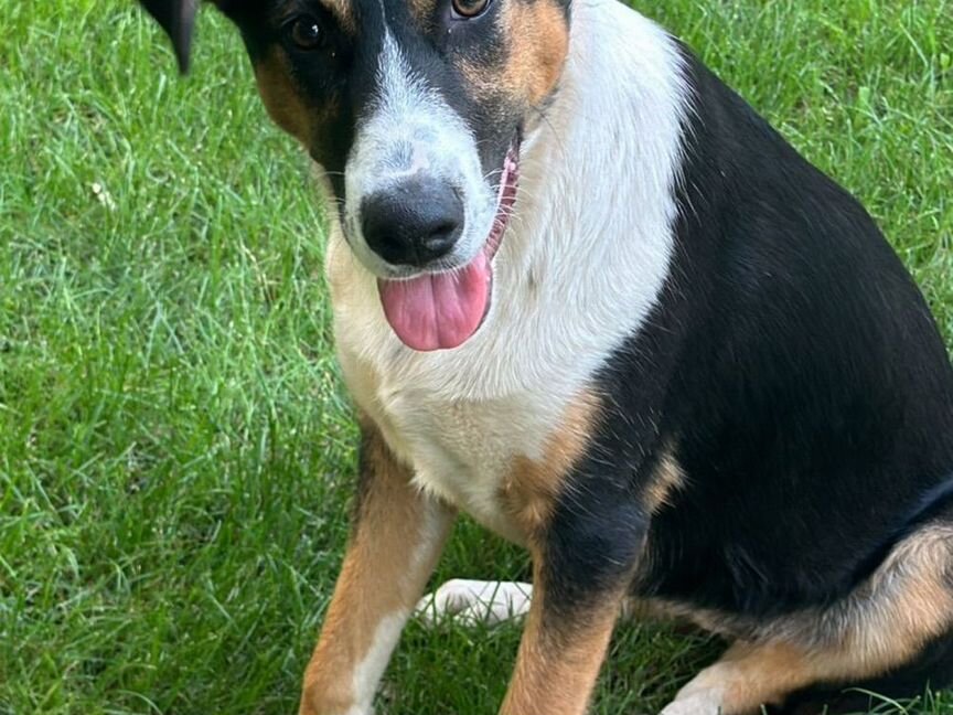 Собака до года в добрые руки