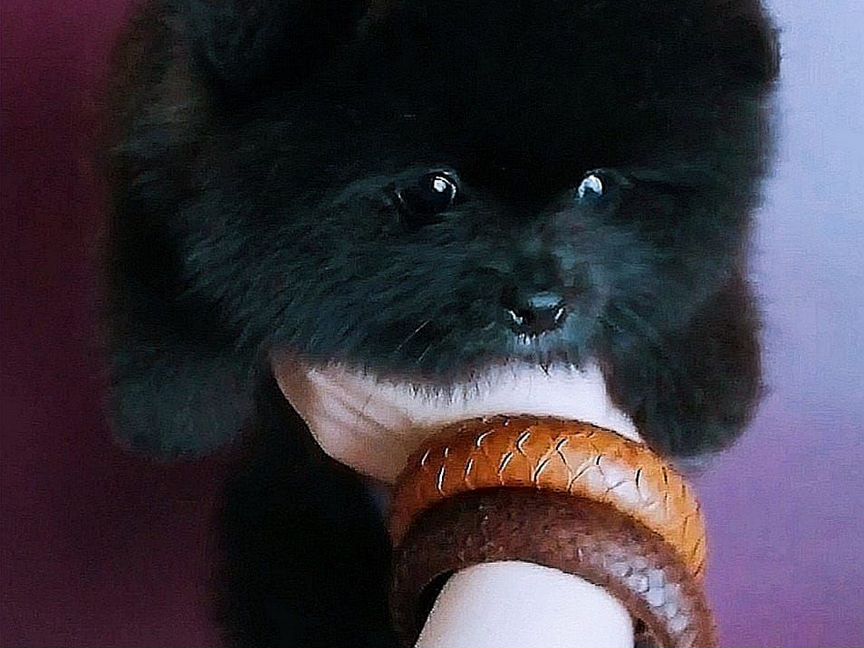 Черный Померанский шпиц,мальчик