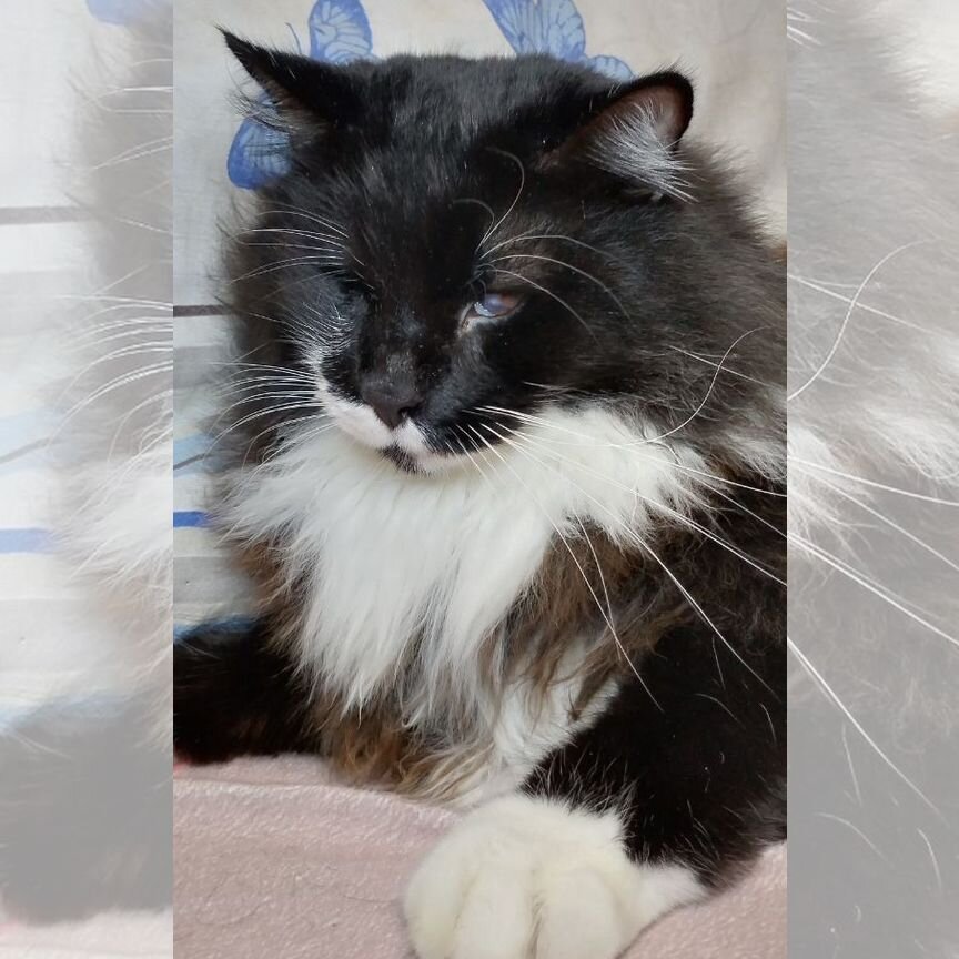 Котик пушистик