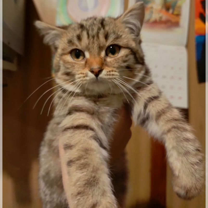 Котёнок в добрые руки